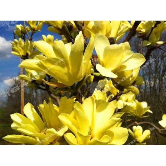 Magnolia Yellow River | Garden Park