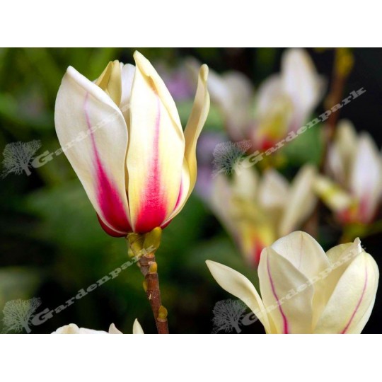 Magnolia Sunrise | Garden Park