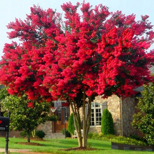 Lagerstroemia Indyjska Petite Red - najdłużej kwitnący krzew, sadzonka ...