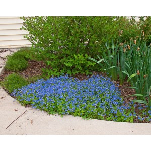 Przetacznik szypułkowy Georgia Blue - zadarniający, płożący | Garden Park