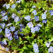 Przetacznik szypułkowy Georgia Blue - zadarniający, płożący | Garden Park