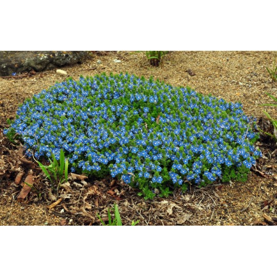 Przetacznik szypułkowy Georgia Blue - zadarniający, płożący | Garden Park