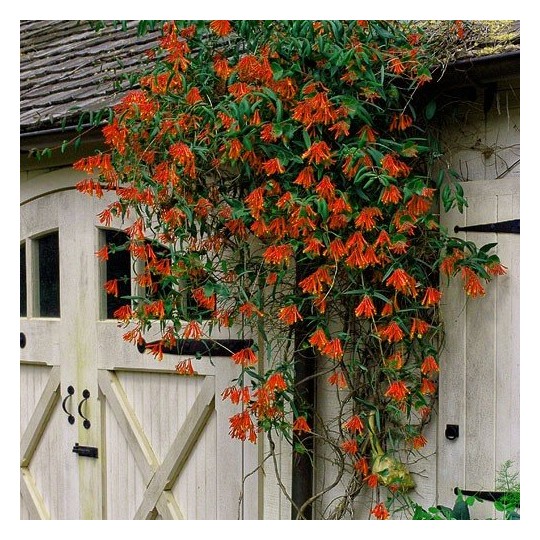 Sadzonki wiciokrzewu Dropmore Scarlet | GardenPark | Garden Park
